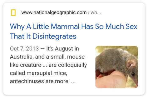 We Get It Mice You Have Sex Rihavesex