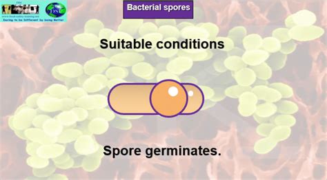 Spores And Toxins Of Bacteria Food Safety Training