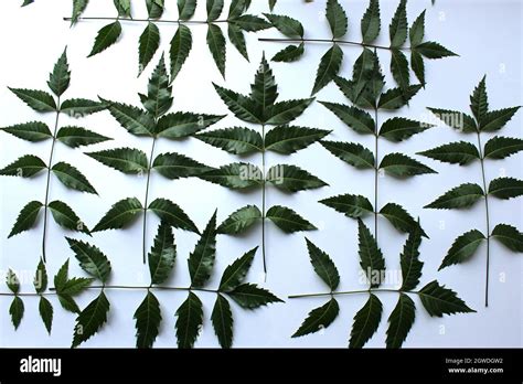 Indian Neem Tree Hi Res Stock Photography And Images Alamy