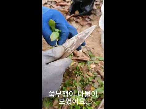 봄소식 달래장과 쑥부쟁이 나물 YouTube