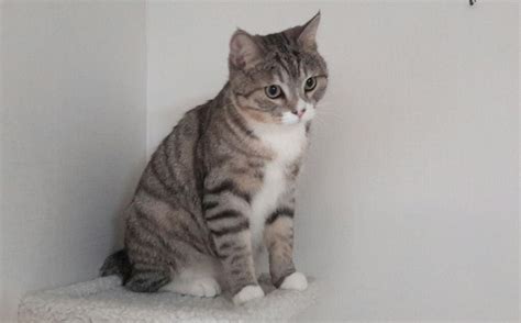 코리안 숏헤어 고양이 종류 특징 및 성격 알아보기 털 관리 및 잘 먹는 사료 추천 Top 3