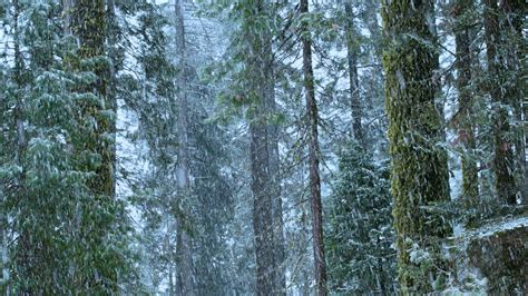 Snow Walk Felix Volturi Readingbookelf On Tumblr