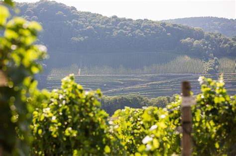 A Vineyard Hiking Route Near Perl License Image 13188308 Lookphotos