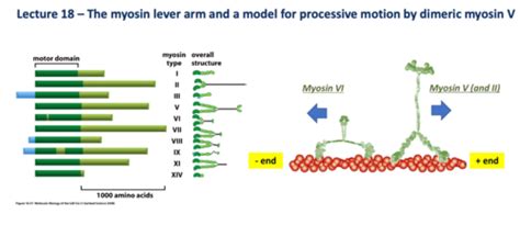 Motors The Myosin Lever Arm And A Model For Processive Motion By