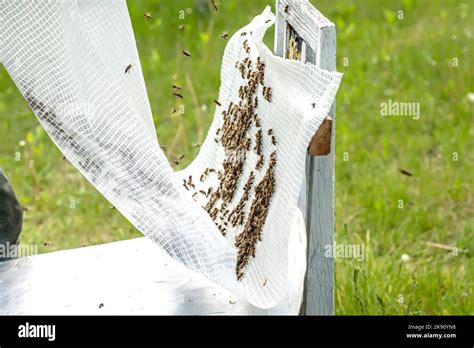 Beekeeper Shakes Bee Families On Glue To Place In Nucleus Bee Caregivers For Artificially