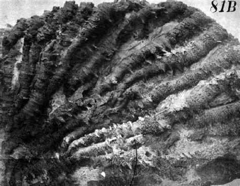 Branching Corals Fossil Id The Fossil Forum