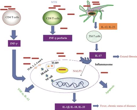 Tuberculosis Pathogenesis