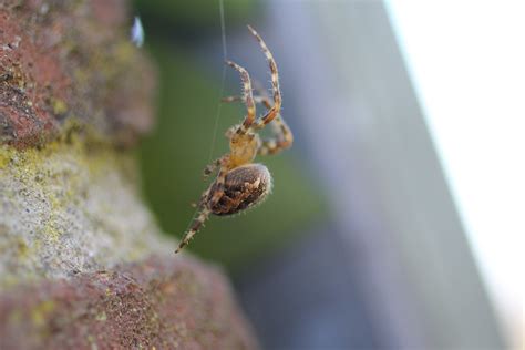 Spin Detail Bug Spider Free Photo On Pixabay Pixabay