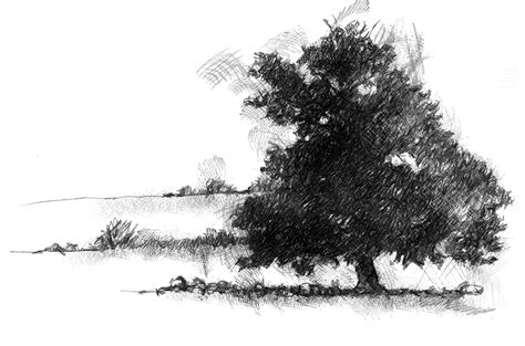 Tree Shade SeanBriggs