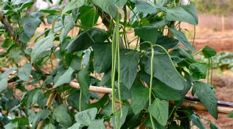 Types Of Beans Top Varieties To Grow At Home