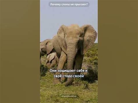 Почему слоны не прыгают? #факт #факты #слон #shorts #tiktok - YouTube