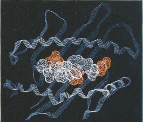 sequence motifs of naturally processed and mhc bound peptides the