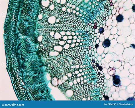 Cotton Stem Micrograph Stock Image Image Of Flora Plant 47984245