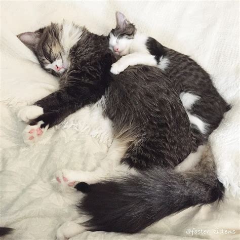Pregnant Rescued Cat Giving Birth Rescued Pregnant Cat Giving Birth