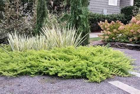 Junipers Evergreen Shrubs Plantingtree