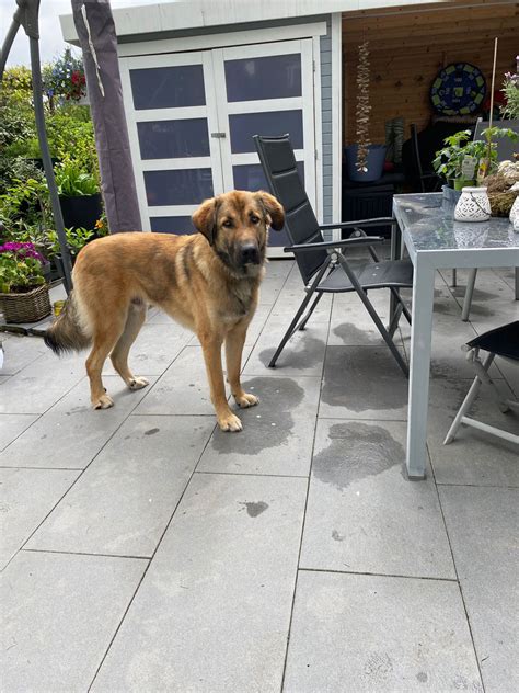 Hambo Vermittlungsportal Der Hilfe Für Hsh Ev