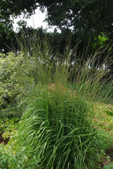 Molinia caerulea 'Zuneigung' - The Beth Chatto Gardens