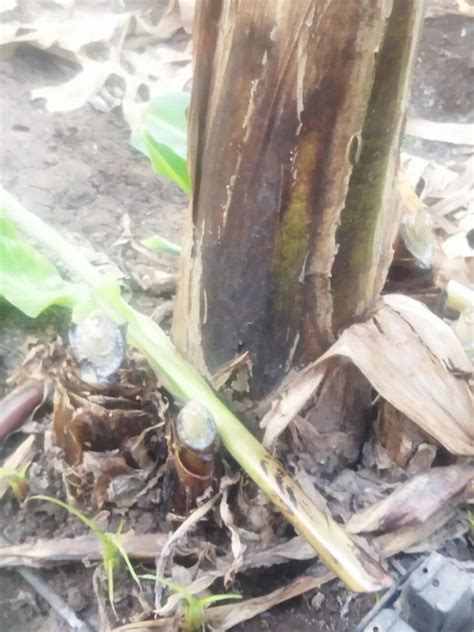 Fast Growth Banana Corm Plant For Cultivation At Best Price In