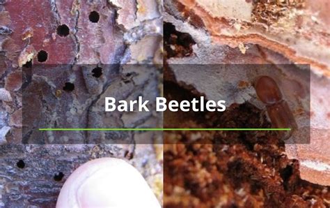 Bark Beetles Legacy Tree Company