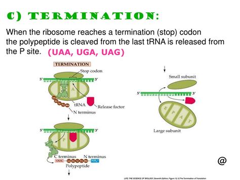 Ppt One Gene One Polypeptide Hypothesis Powerpoint Presentation Free Download Id4968320