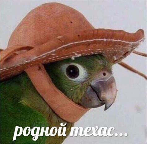 Pin tillagd av d på memes Djur