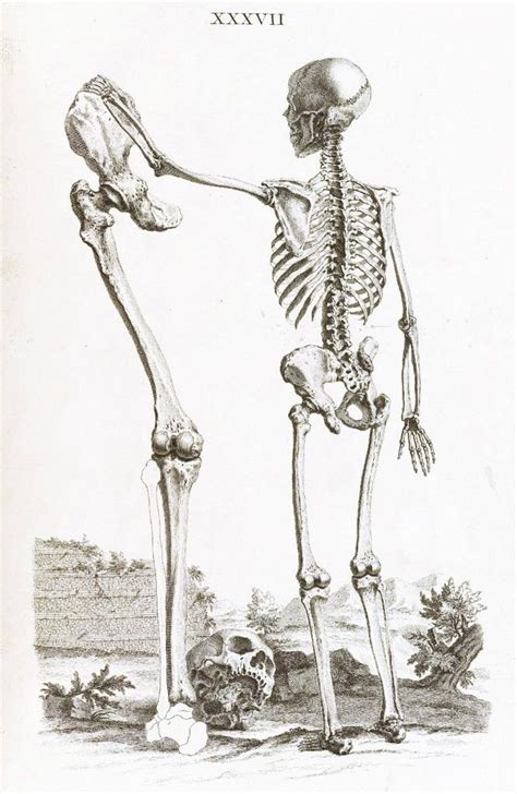 Skeleton Tattoos Discover 23 Praying Skeleton Ideas On This Pinterest Board Skeleton Anatomy