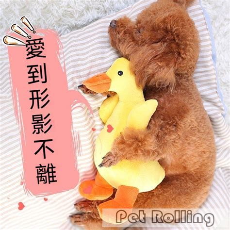 🔥台灣現貨🔥【pet Rolling】狗狗玩具 寵物發聲玩具 可愛造型鴨玩具 狗狗抱枕 咬咬玩具 毛絨磨牙玩具 寵物互動 蝦皮購物