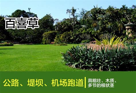 草坪草种怎么进行人工辅助授粉 知识早知道 新闻中心 济宁百利鑫草业有限公司