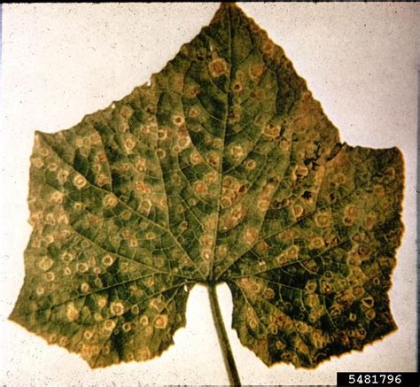 Angular Leaf Spot Of Cucumber Pseudomonas Syringae Pv Lachrymans