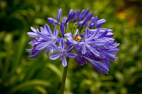 Agapanthus Azul Africanus Imagen De Archivo Imagen De Africano