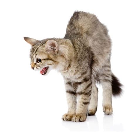 Different Cat Sounds And What They Mean Ultimate Pet Nutrition