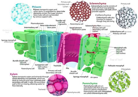 What Is The Difference Between Tissue And Tissue System Pediaacom
