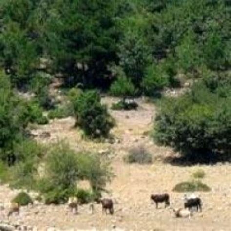 Bir Gün Bir İnek Kaçtı Ve Son Dakika