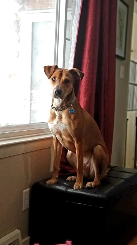 Best Way To Introduce New Dog Into Home Rdogtraining