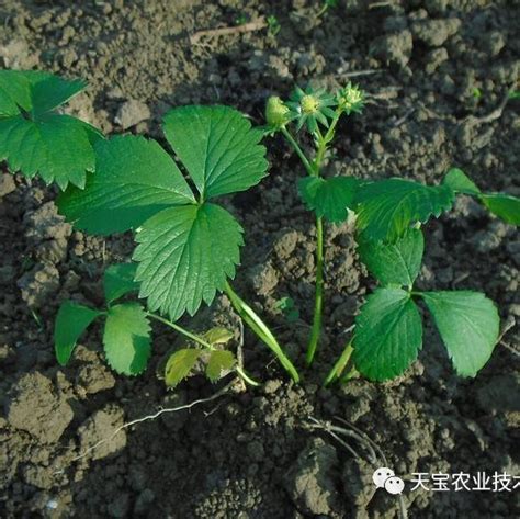 草莓苗期管理要点及促花芽小妙招 病虫害 视频 配方