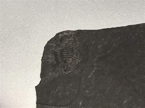 Triarthrus Spinosus Trilobites The Fossil Forum