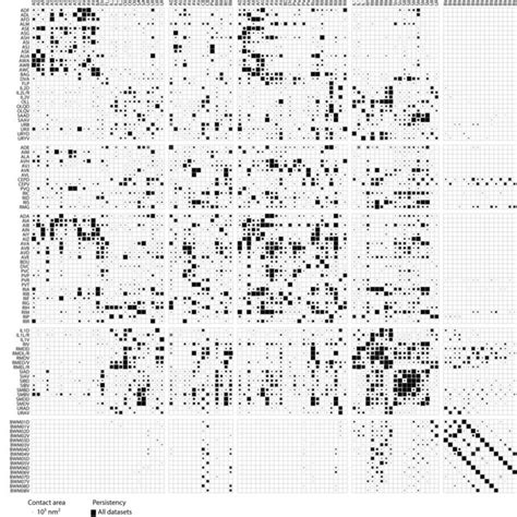 Connectivity Matrix Of The C Elegans Brain Throughout Download