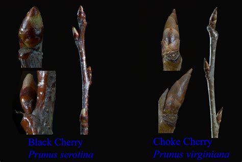 Michigan Trees The Michigan Nature Guys Blog