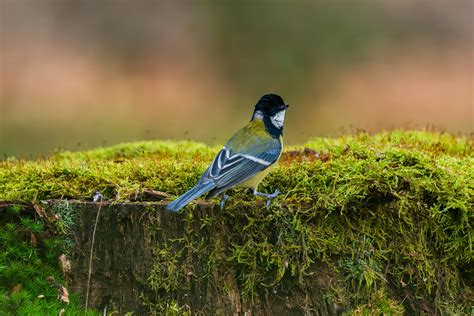 3000 Foto Pappayudarabugil Terbaik · Unduh Gratis 100 · Foto Stok