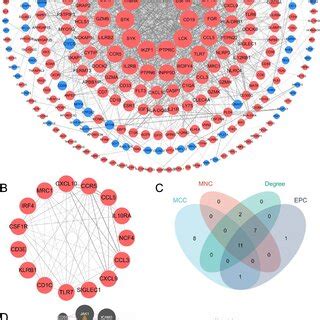 Proteinprotein Interaction PPI Network Analysis And Hub Genes