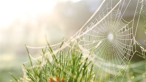 The Marvelous Middle Meet The Spider In The Web Of Brand Building