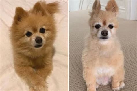 똥손 집사한테 미용 맡겼다가 폭망해서 실망한 표정 짓는 포메라니안