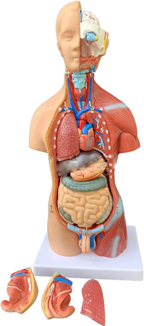 AMZOPDGS Torso Anatomie Modell Menschliches Torso Modell 23 Teile