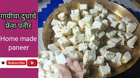 Home Made Paneer Paneer Recipe In Marathi गायीचा दुधाचे फ्रेश पनीर