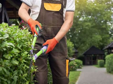 Transplanting A Lilac Bush Understanding Timing And Success