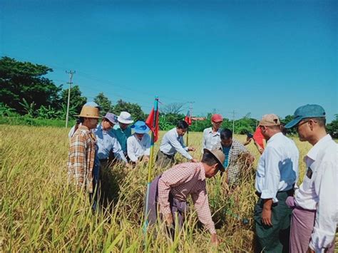 ဒိုက်ဦးမြို့နယ်၌ မိုးစပါးစံကွက်ရိတ်သိမ်းပွဲ ကျင်းပ Information And Public Relations Department