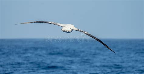 Wandering Albatross The Bird With The Largest Wingspan In The World