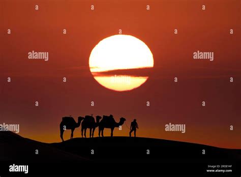 Silhouette Of Three Camels And Their Handler Against The Rising Sun In