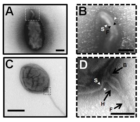Brucella Melitensis Bilgincin