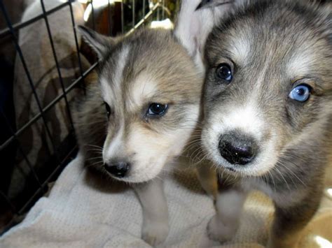 Husky Wolf Hybrid Puppies